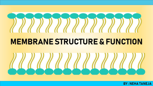 Csir Ugc Net Components Of Plasma Membrane Offered By Unacademy