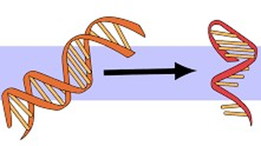 CBSE Class 12 - Structure of polynucleotide chain part 1 Offered by ...