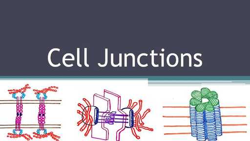 Csir Ugc Net Introduction To Cell Junctions Offered By Unacademy