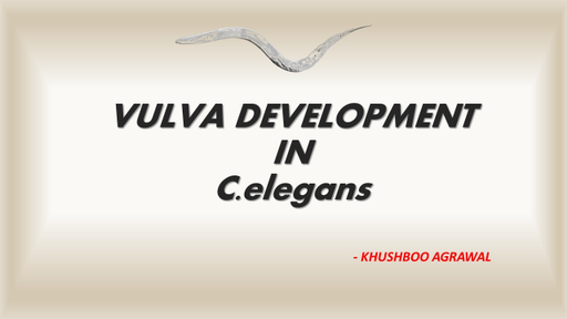Csir Ugc Net Hindi Vulval Development In C Elegance Csir Ugc Net