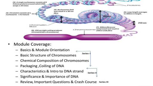 NEET UG - Basics and Structure of Chromosomes,Composition, Packaging ...