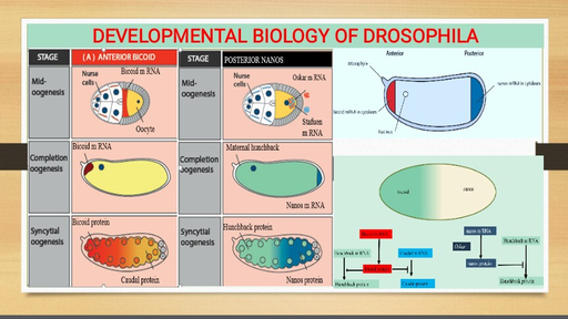 CSIR-UGC NET - Lesson-5 Anterior and posterior axis formation.(part-2) Offered by Unacademy