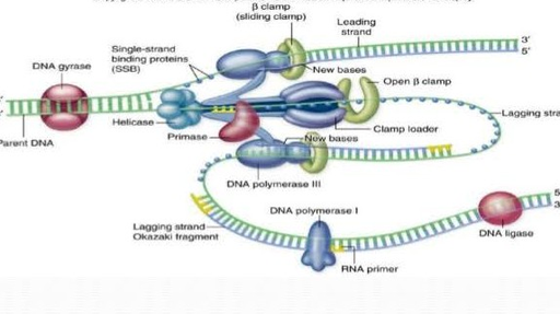 Csir Ugc Net Types Of Dna Polymerases In Hindi Offered By Unacademy