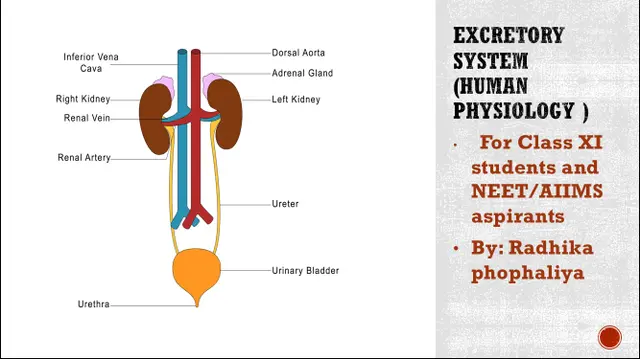 Human Physiology | CBSE Class 11 | Unacademy
