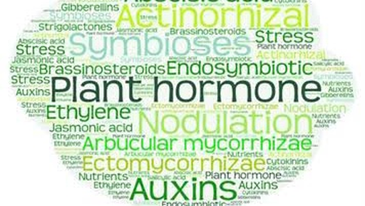 CSIR-UGC NET - Auxin Part 5- Acid Growth Hypothesis (in Hindi) Offered ...