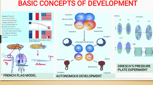 CSIR-UGC NET - Lesson:10 French flag model - a case of conditional ...