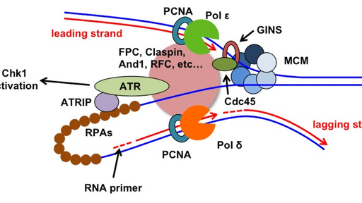 Csir Ugc Net Steps Of Eukaryotic Replication In Hindi Offered By