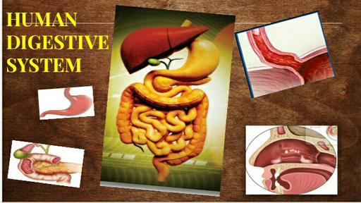 CBSE Class 11 - Digestive System for CBSE Class 11 Science by Unacademy