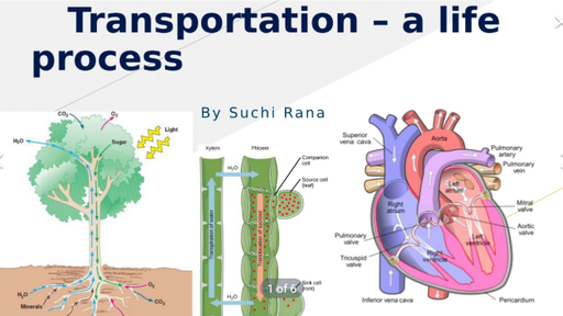 CBSE Class 10 - Transport (Concept) and Transport in Plants Offered by ...