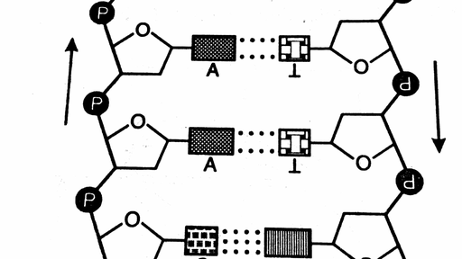 NEET UG - Structure of DNA Offered by Unacademy