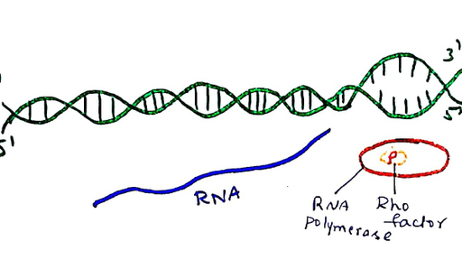 CBSE Class 12 - Protein Synthesis (Transcription) Offered by Unacademy