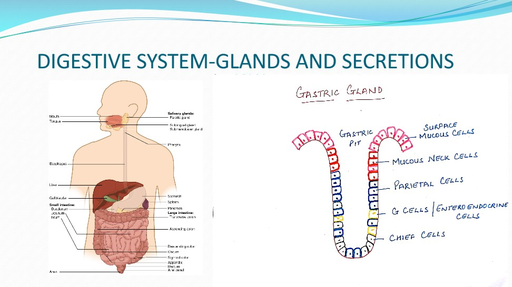 NEET UG - Digestive System -Glands and their structures by Unacademy