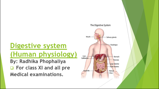 CBSE Class 11 - Digestion and Absorption of Human Physiology: Class 11 ...