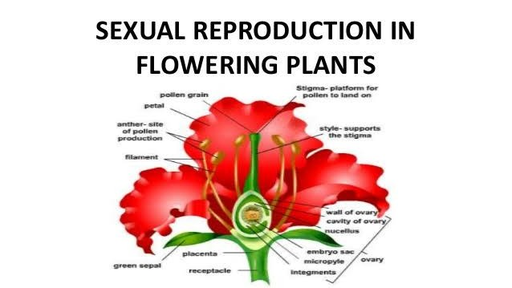 CBSE Class 12 - Pollination and Outbreeding Devices Offered by Unacademy