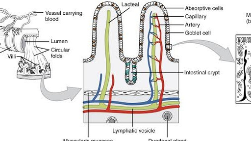 CSIR-UGC NET - Histology of GI Tract Offered by Unacademy